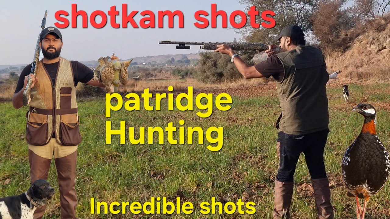 Best Patridge Hunting ( Teetar ) In Pakistan |2024 2025 | Malik Sarfraz ...