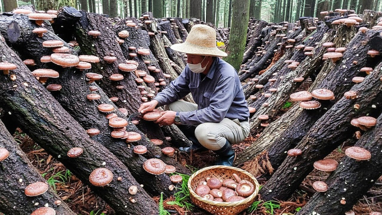 How the Japanese Raise Millions of Giant Shiitake Mushrooms in The ...