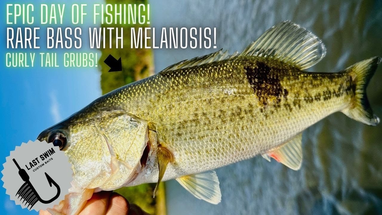 Epic Day Fishing! | Rare Melanosis Bass! Ep.5 - YouTube