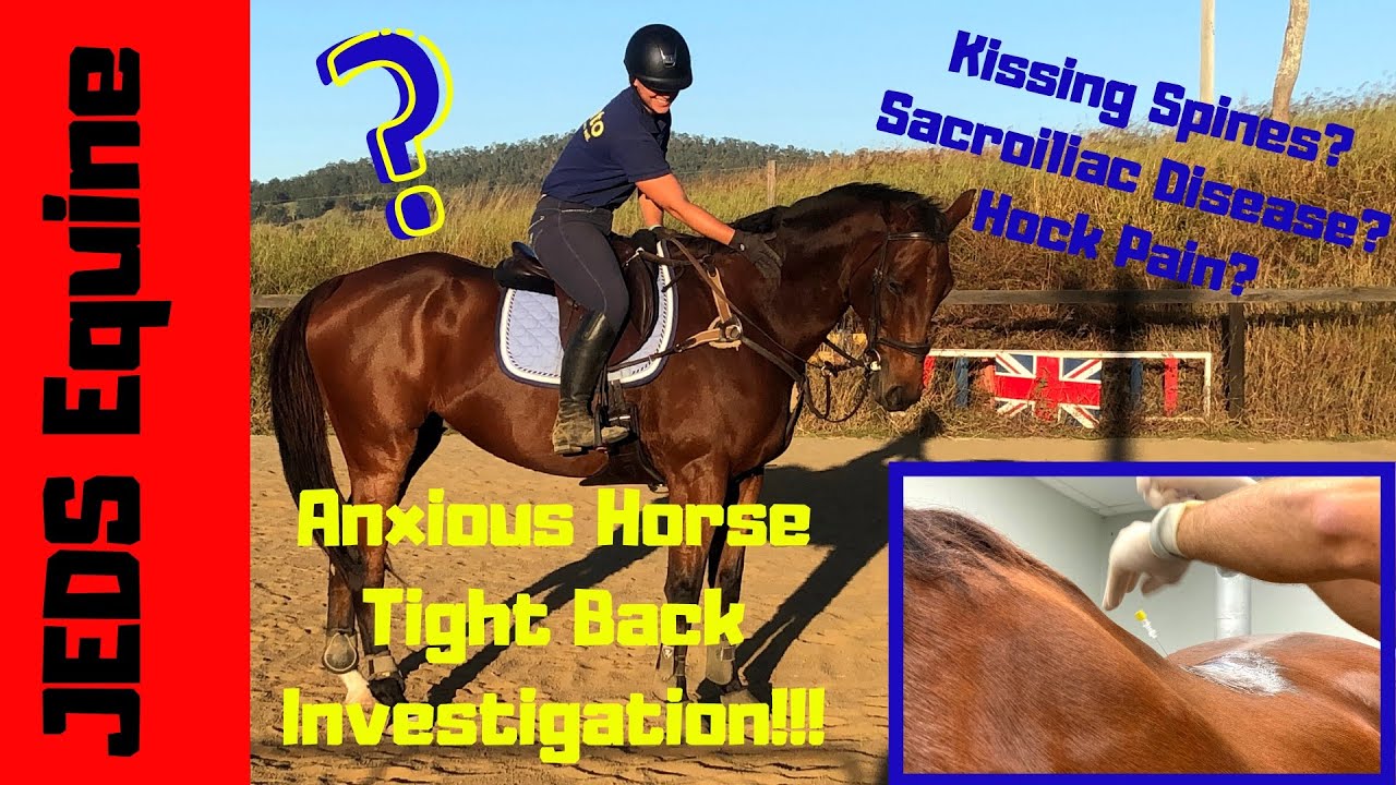 ANXIOUS HORSE | TIGHT BACK | IS IT KISSING SPINES? SACROILIAC OR HOCK ...