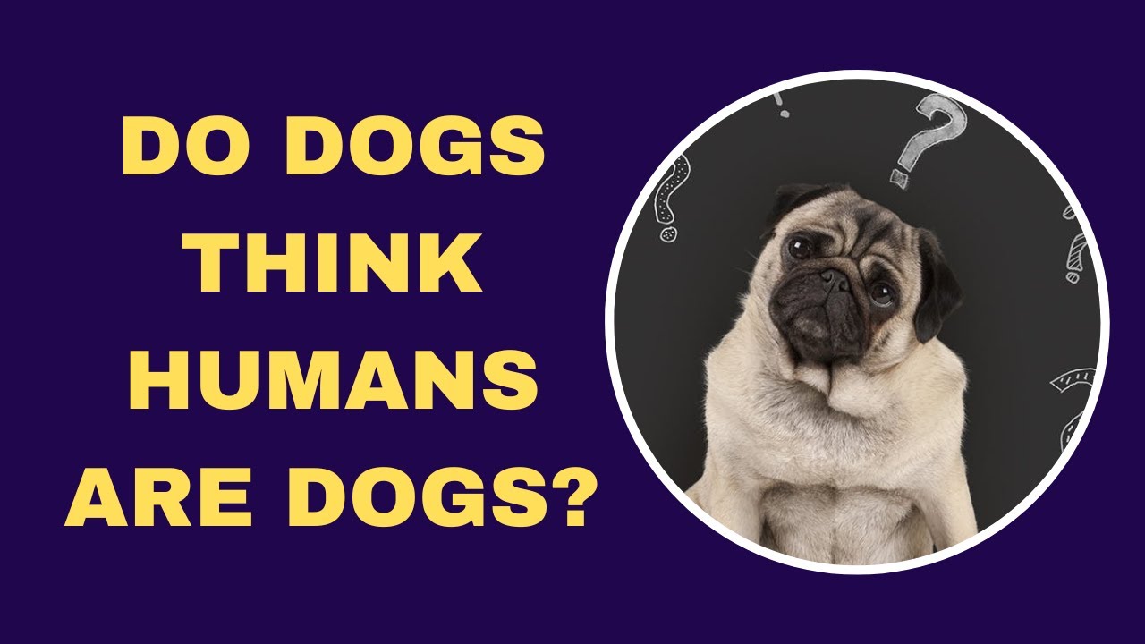 Do Dogs Think Humans Are Dogs - YouTube