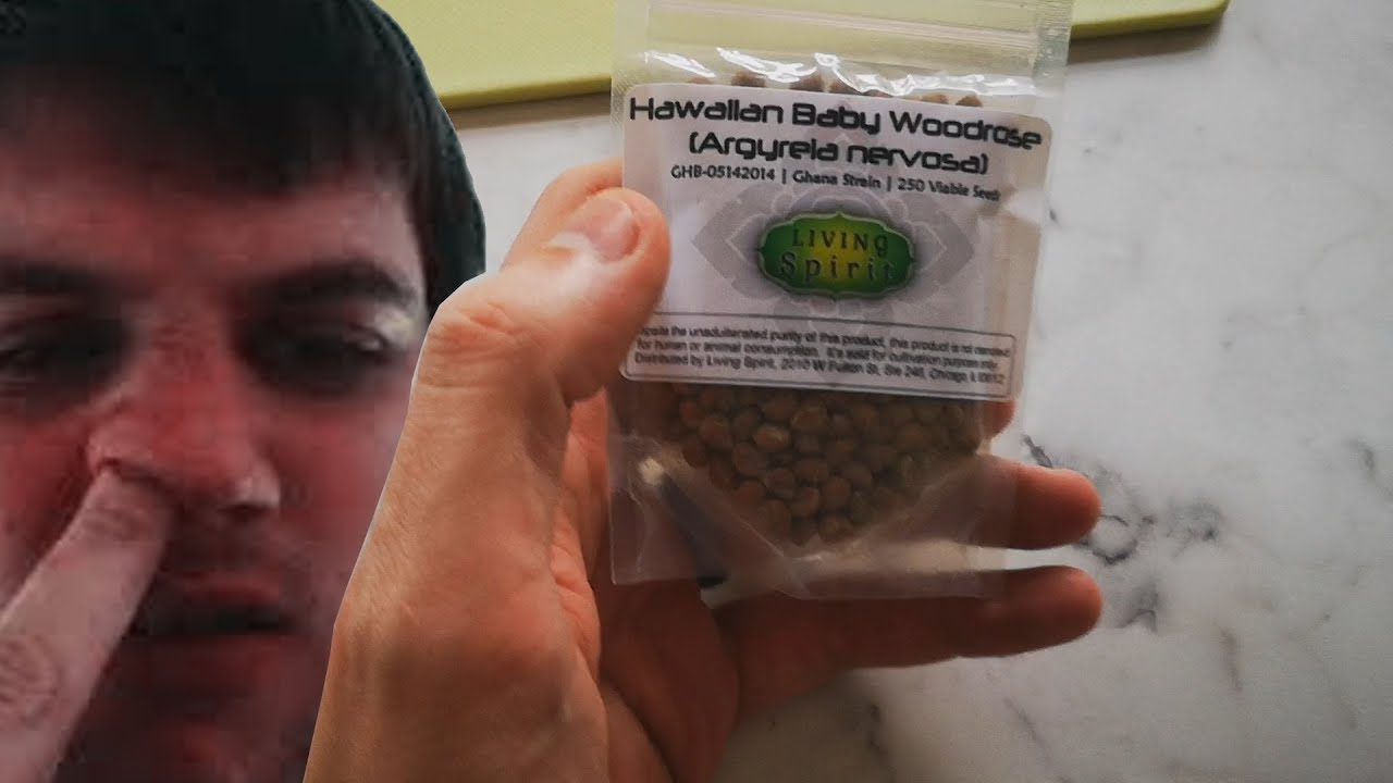 Hawaiian Baby Woodrose Grow - Day 1 - YouTube