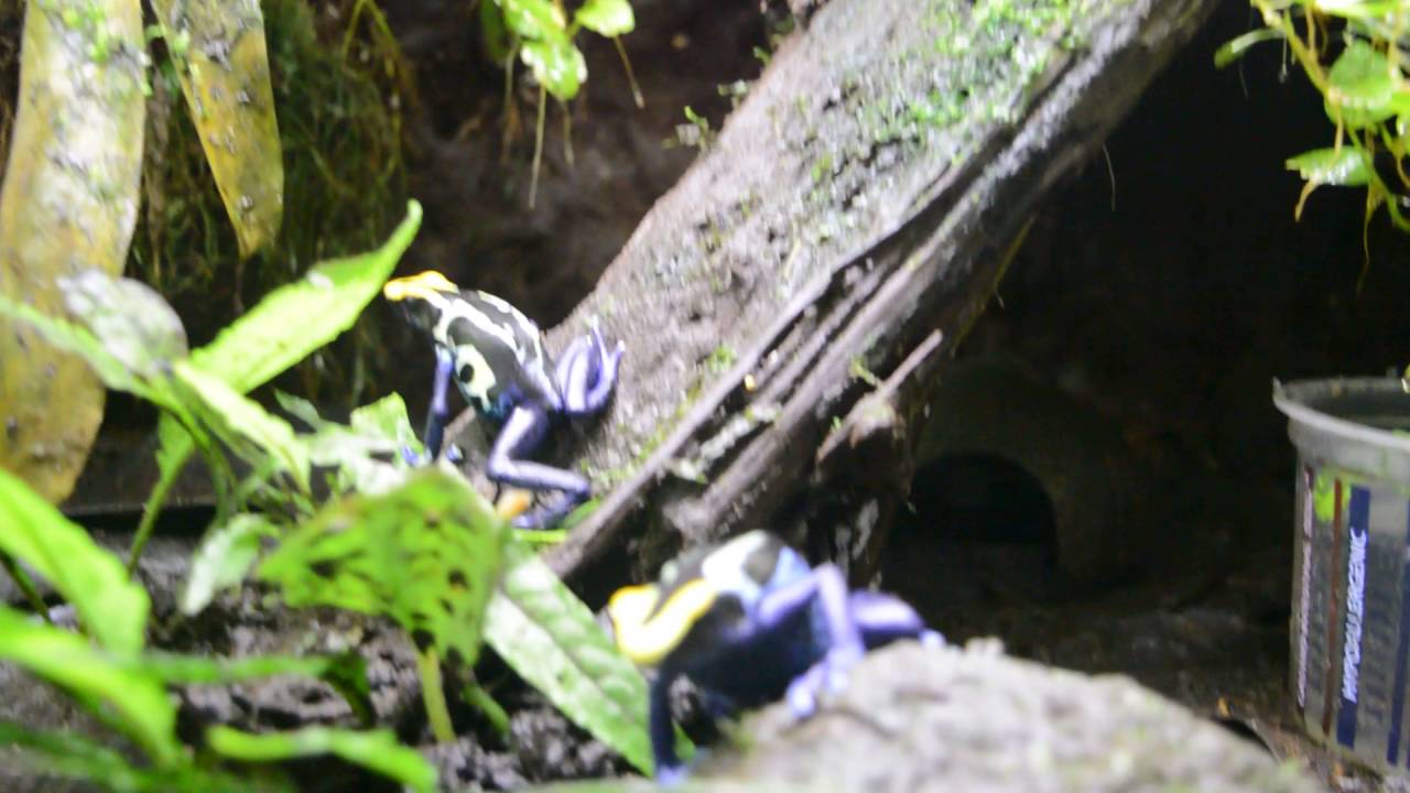 Dendrobates tinctorius acarai mountains (Robertus) terrarium - YouTube