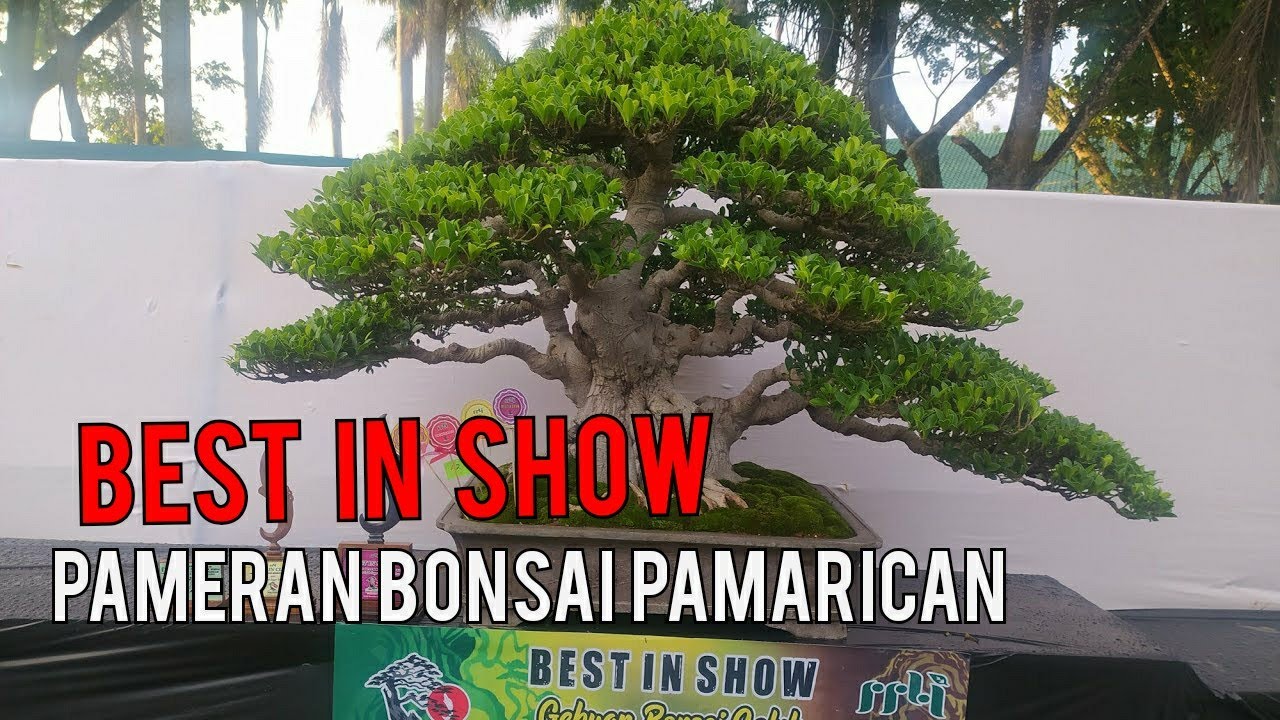 BEST IN SHOW PAMERAN BONSAI PAMARICAN - YouTube