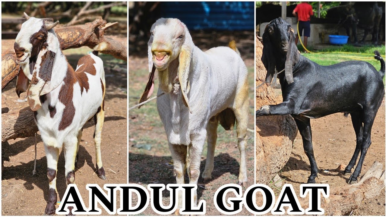 BEETAL & HYDPAT ANDUL GOATS AT DAWJEE GOAT FARM | VARIYAV, SURAT - YouTube