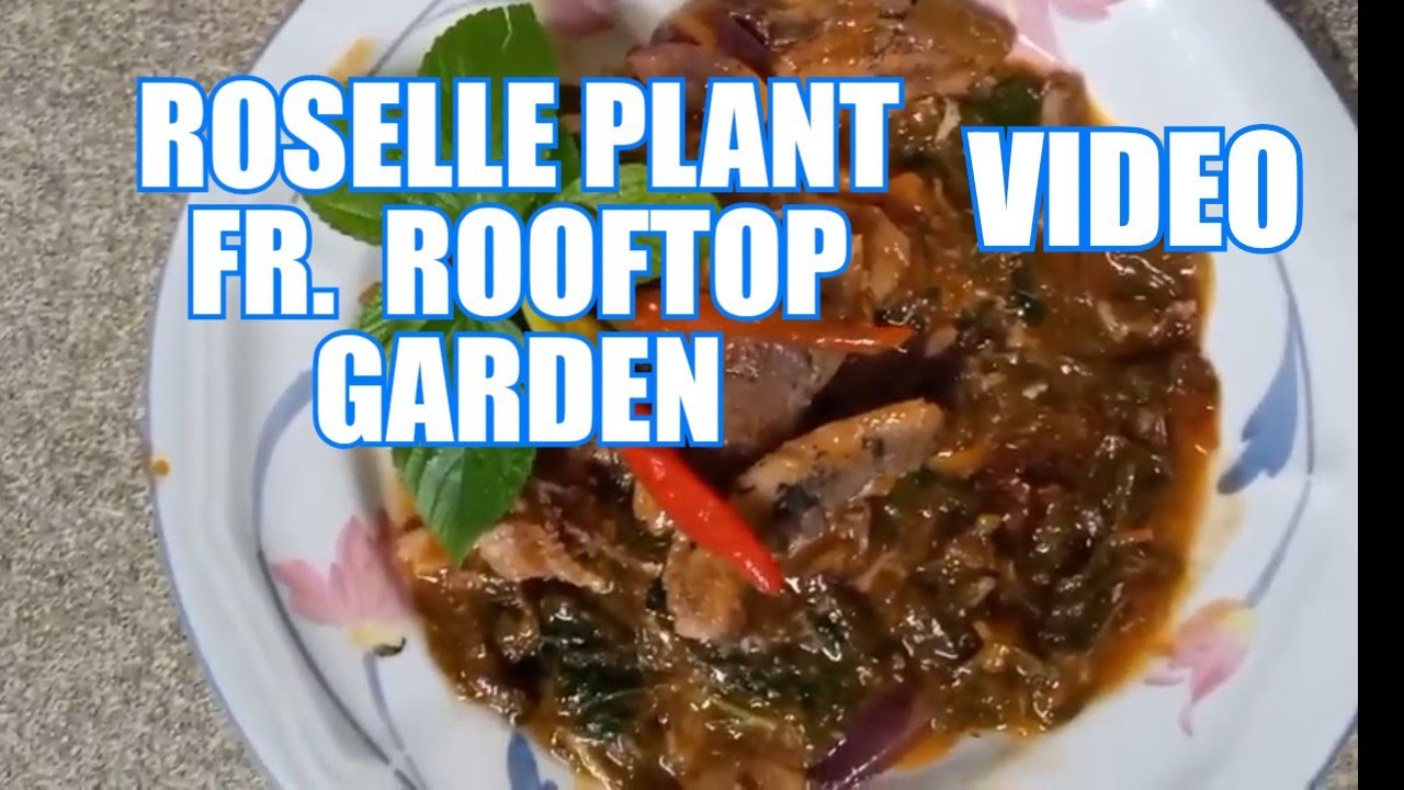How to cook Labog/Roselle plant? fr. rooftop to table - YouTube