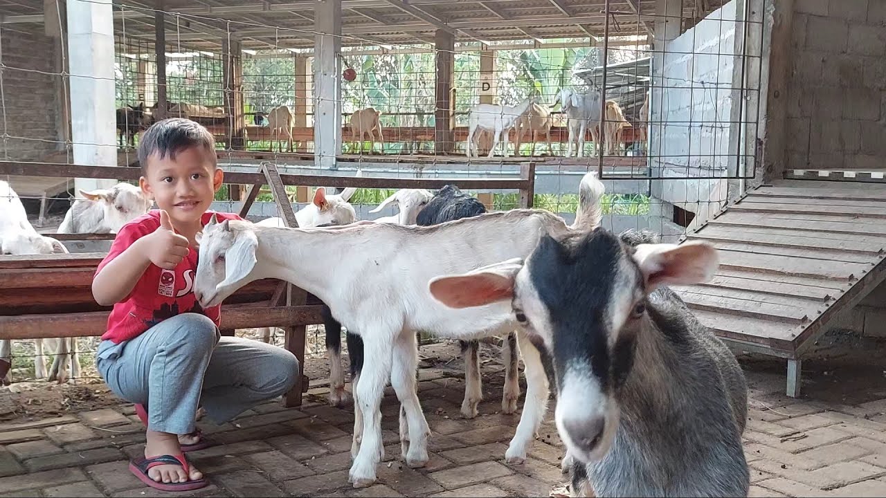Kambing Lucu Suka Lari - lari - YouTube