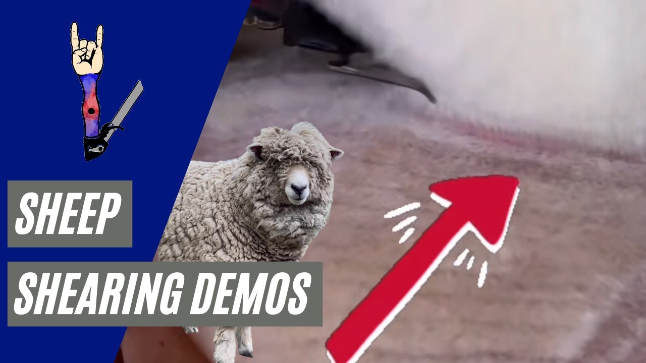 Dangers of Shearing Overgrown Sheep - YouTube