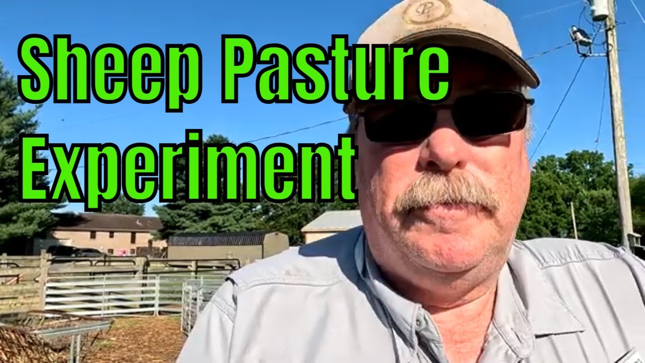 Sheep Pasture Experiment - YouTube