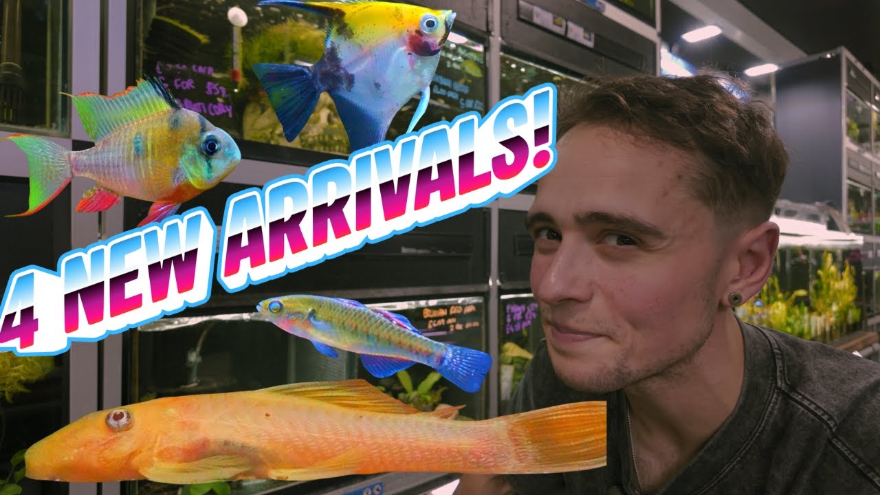 Blue Eyed Plecos, Hardy Rams & Rare Empire Gudgeons! New Fish at Pond ...
