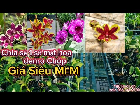 Lên 1 số mã denro chóp giá mềm cho ae sưu tầm || Yêu Hoa Lan 036.845. ...