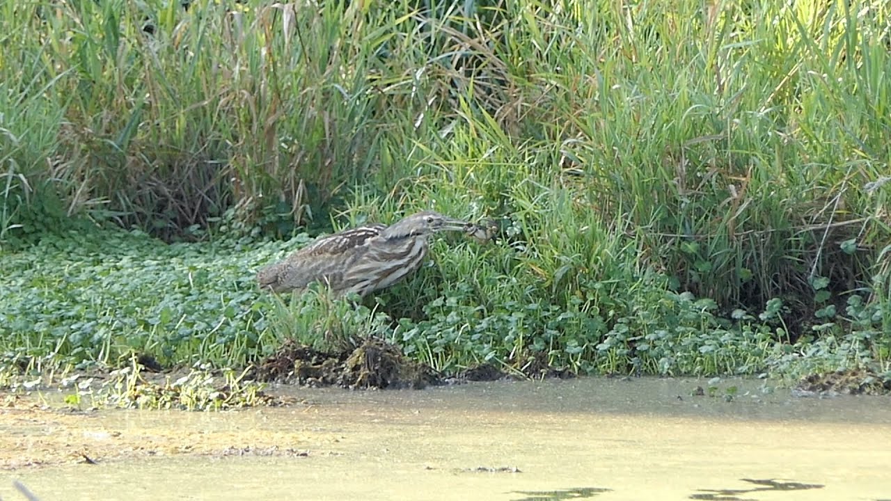 American Bittern and the Frog - YouTube