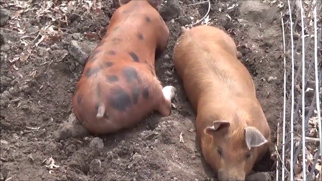 THE HOBBY FARM. 2016. We Have Pigs!!! And More. - YouTube