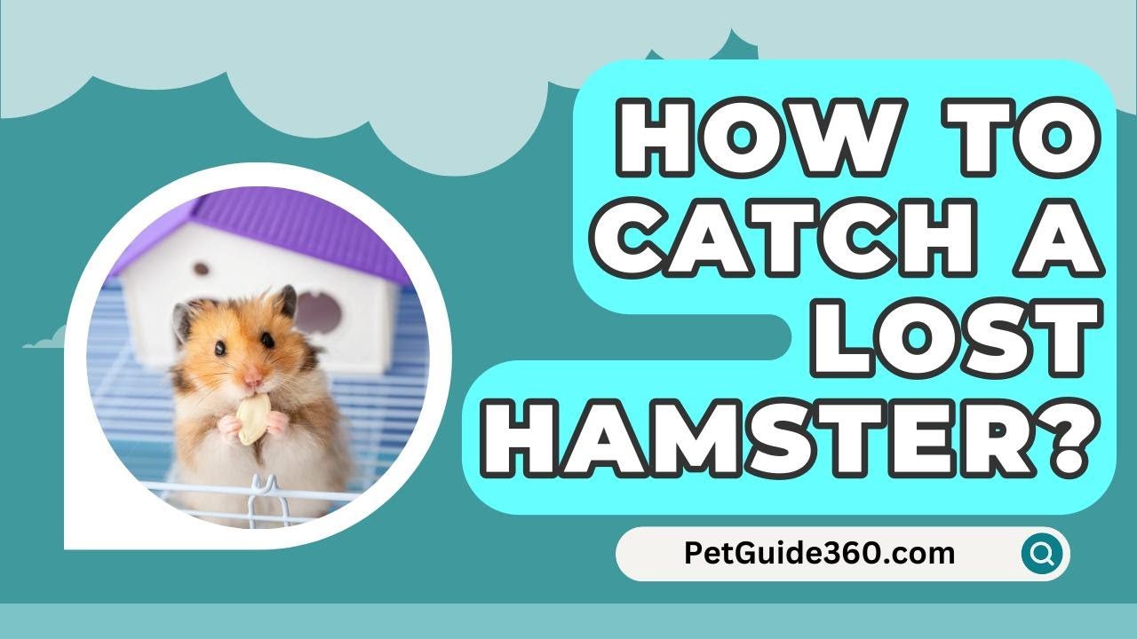How To Catch A Lost Hamster? - PetGuide360.com - YouTube