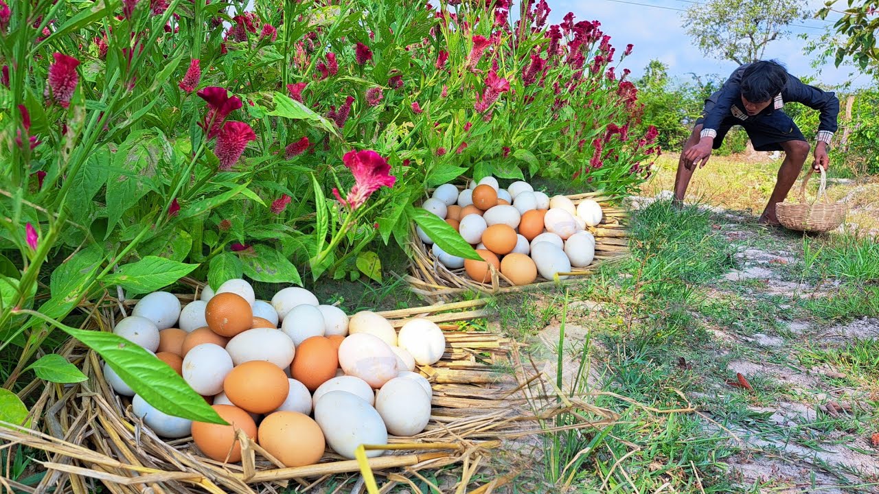 best hand fishing - pick a lots of duck eggs by hand a fisherman, top ...