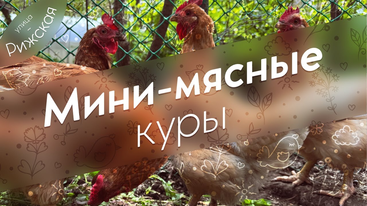 Мини мясные куры 🐓 Обзор породы Youtube