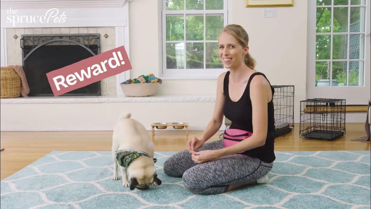 How to Train Your Dog with Positive Reinforcement - YouTube