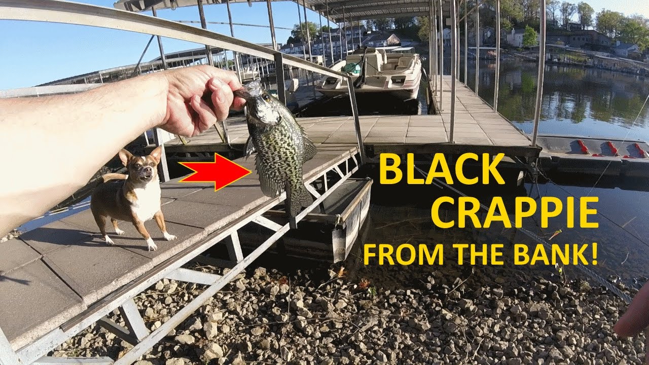 Easy way to CATCH BLACK CRAPPIE from the bank or shore line with an ...