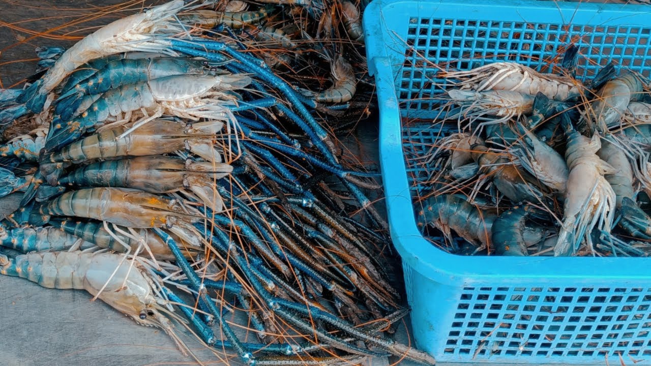 Called the fish kingdom/ The Popular Fish,shrimps & lobster market ...