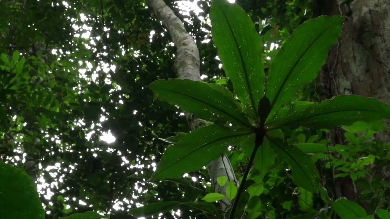 Le Bassin du Congo: L'Etat des Forêts - YouTube