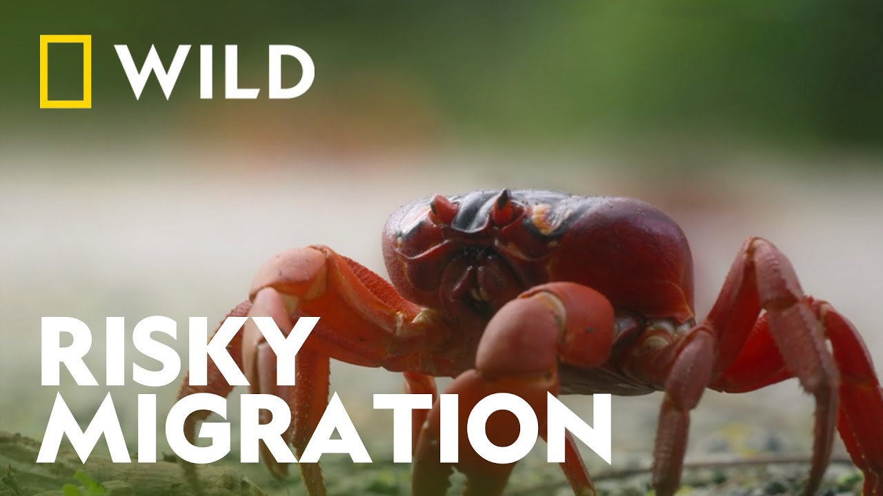 The Christmas Island Red Crab Migration | Incredible Animal Journeys ...