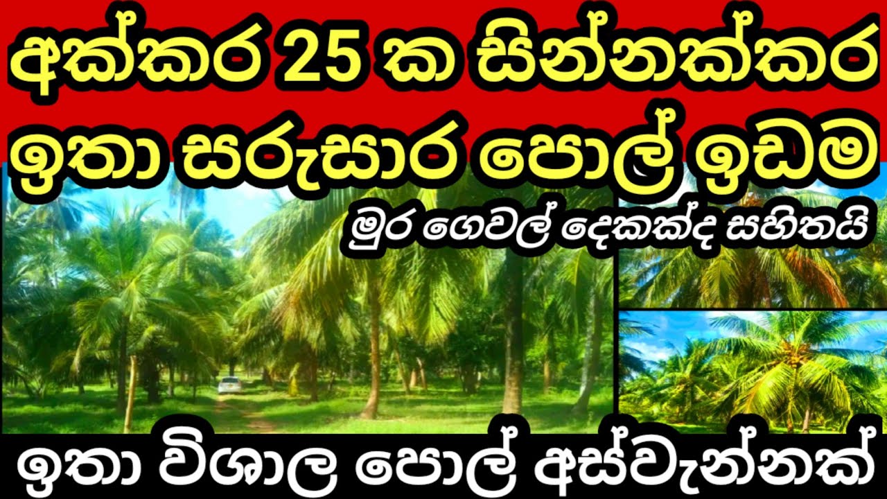 Coconut land | Pol idam | Agriculture land | Land for sale | House for ...