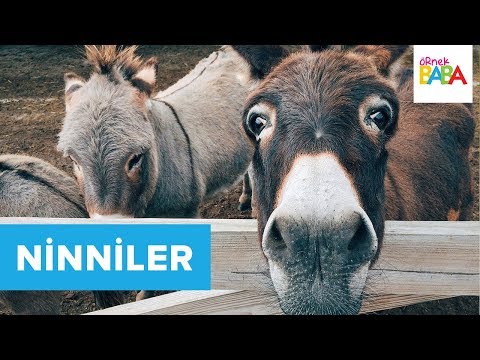 Arkadaşım Eşek | Uyku Müziği - Uyutma Müziği - Ninni (Kısa)