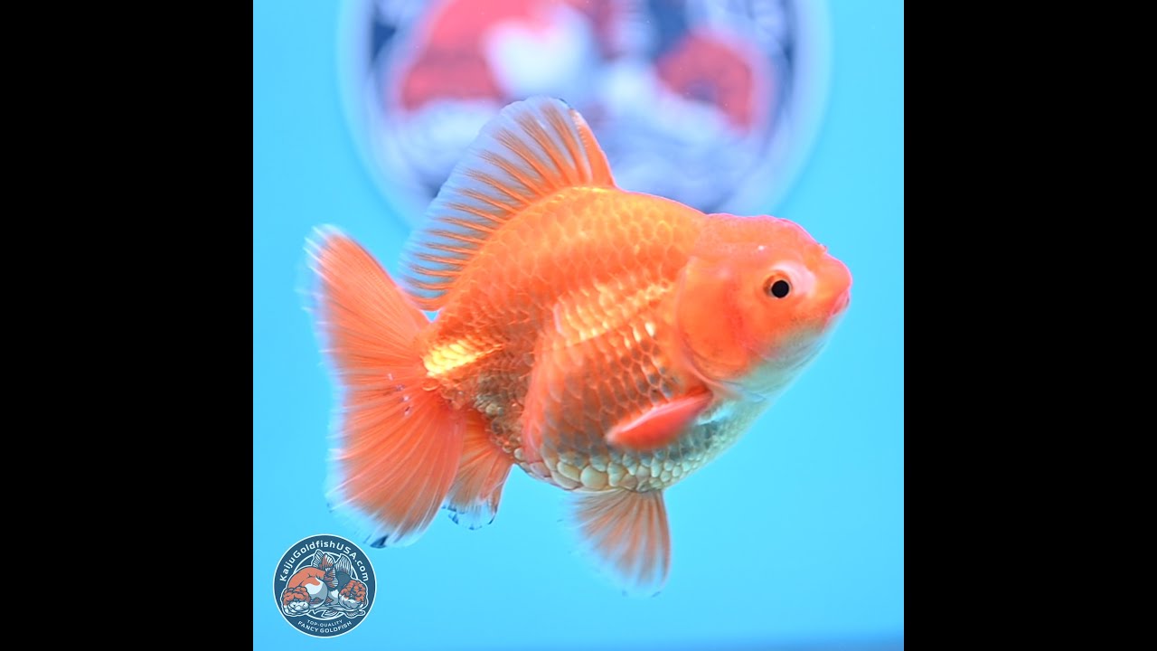 Shogun Classic Gold Broad Tail Oranda 3.5in Body (240802_OR08) - YouTube