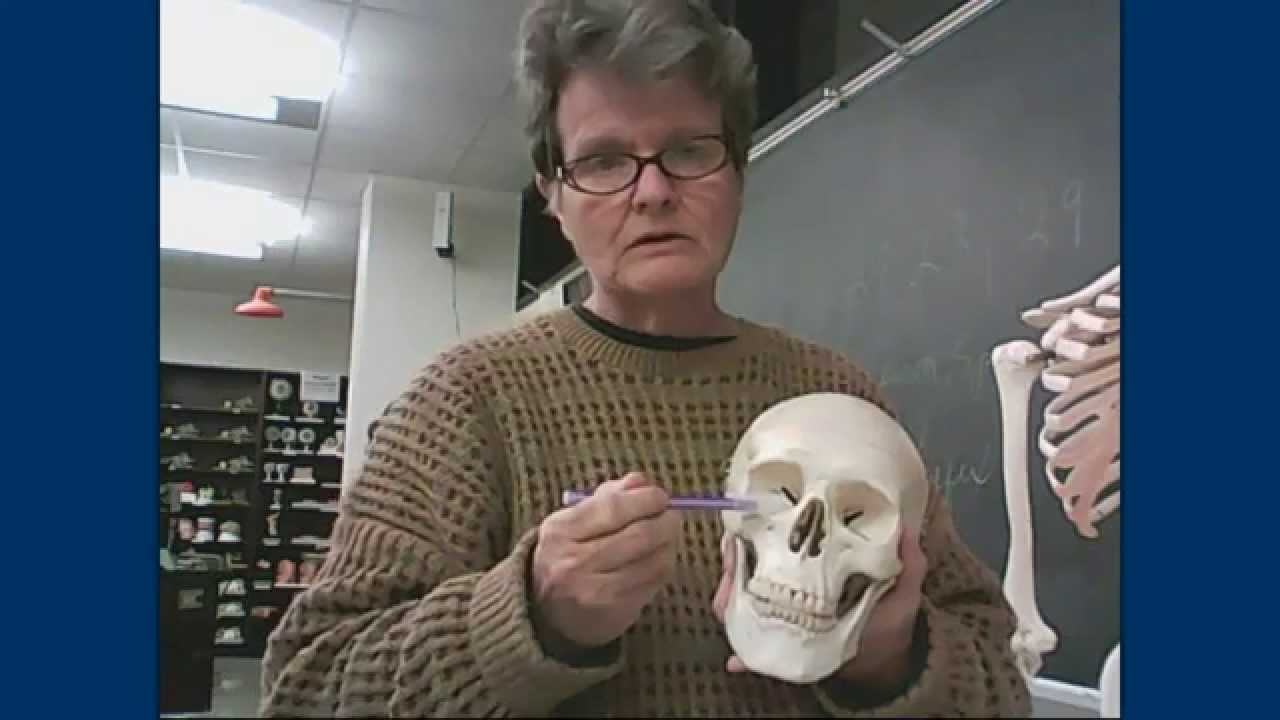 Lab Exercise 14: Skull - YouTube