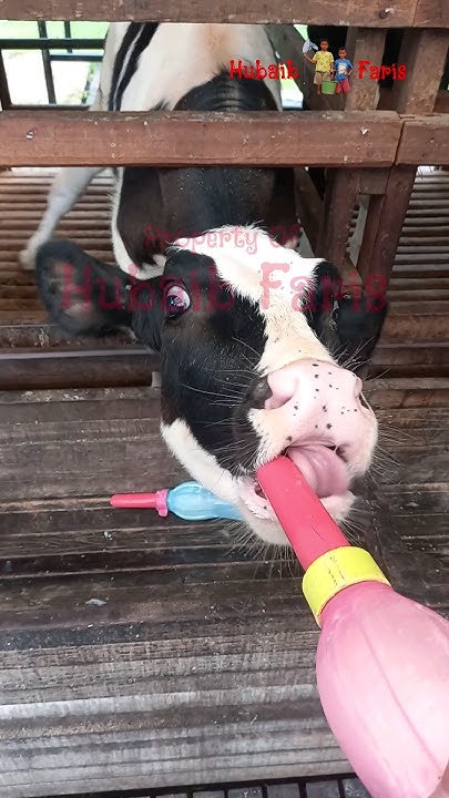 Sapi Minum Dot #hubaibfaris #sapi #sapilucu - YouTube