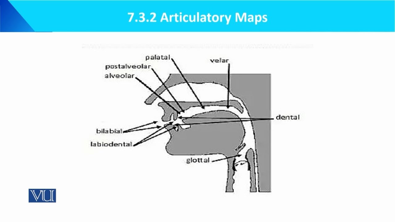 Articulatory Maps: Places of Articulation | Language Development of the ...