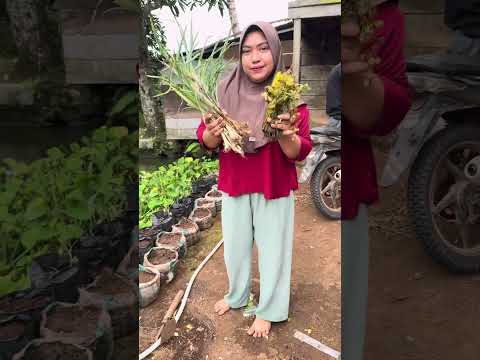Plant spring onions in front of the house