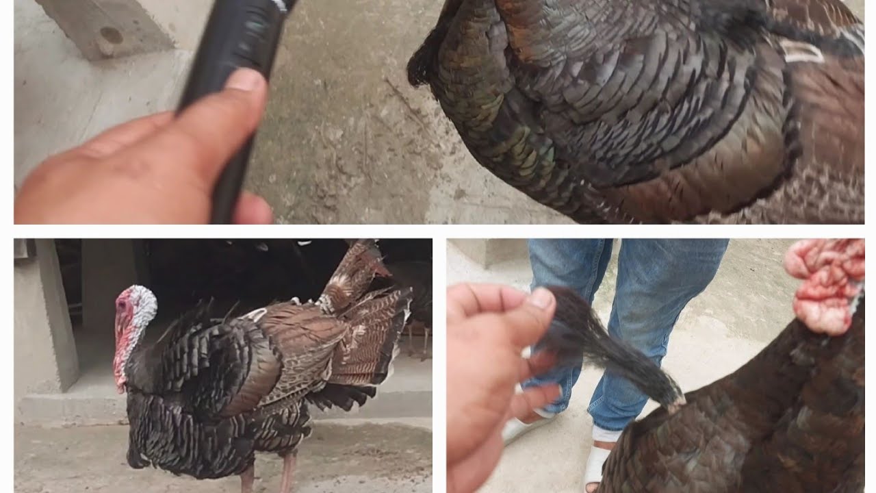 Lwgwpwr dao Turkini darikwo nwgswr nupirakwi janagwo naidw mabadigwlao ...