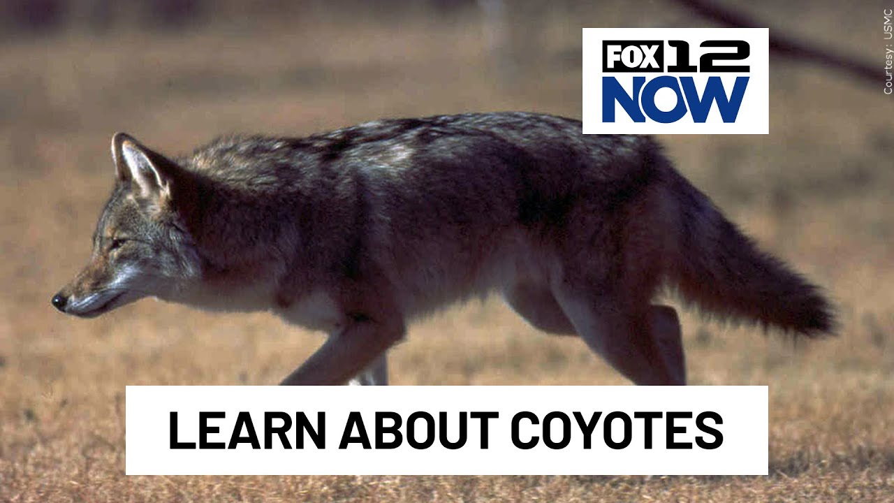 Learn all about coyotes at ODFW's Coyote-palooza - YouTube