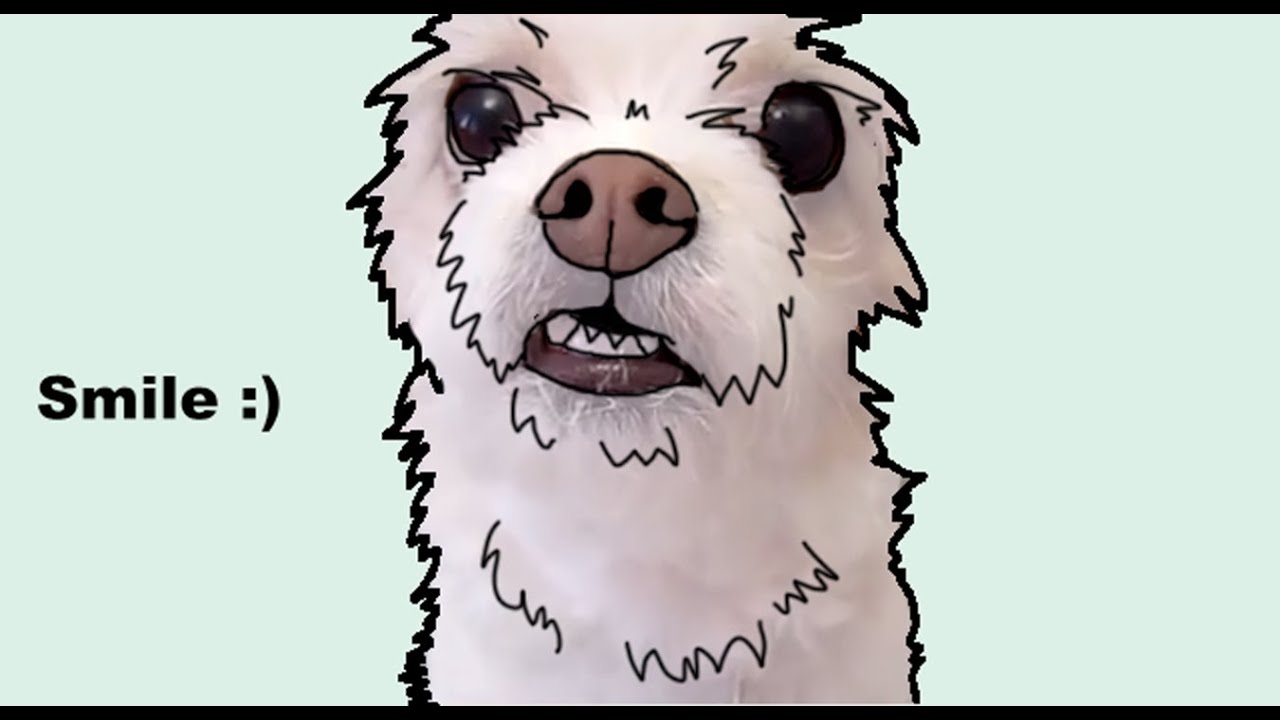 The Life of Snooch - YouTube