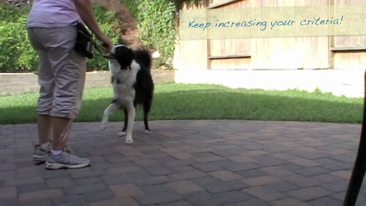 Bandit the Amazing Skipping Dog - YouTube