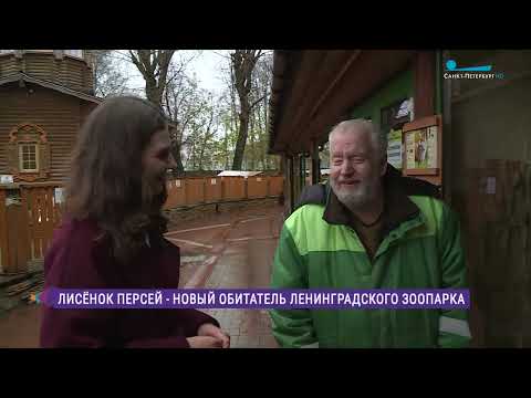 Лисёнок с именем героя. В Ленинградском зоопарке появился свой Персей