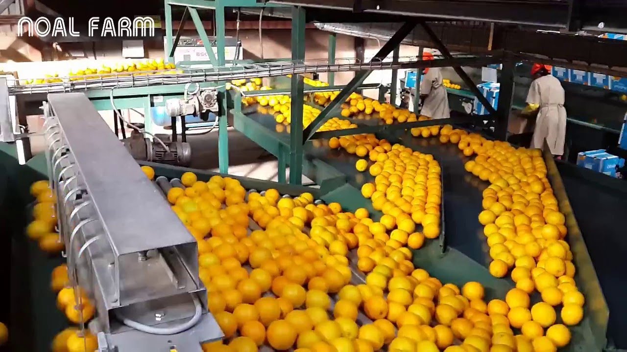 Amazing Food Processing Machine - Oranges, Grapefruit processing line ...
