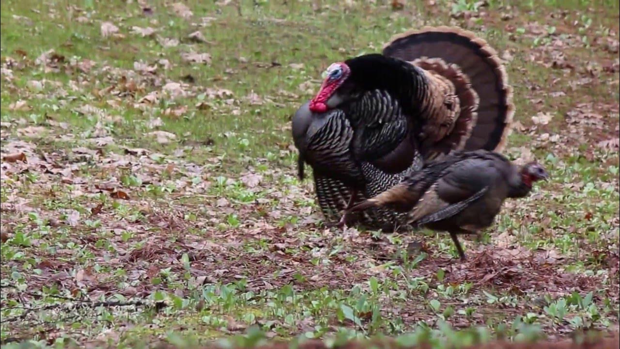 Wild Turkey Sex Quickie Youtube