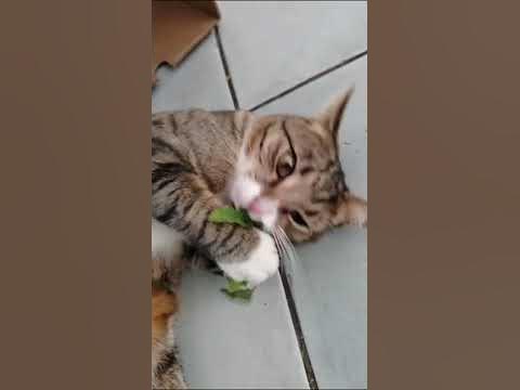 Catnip addiction!! - YouTube