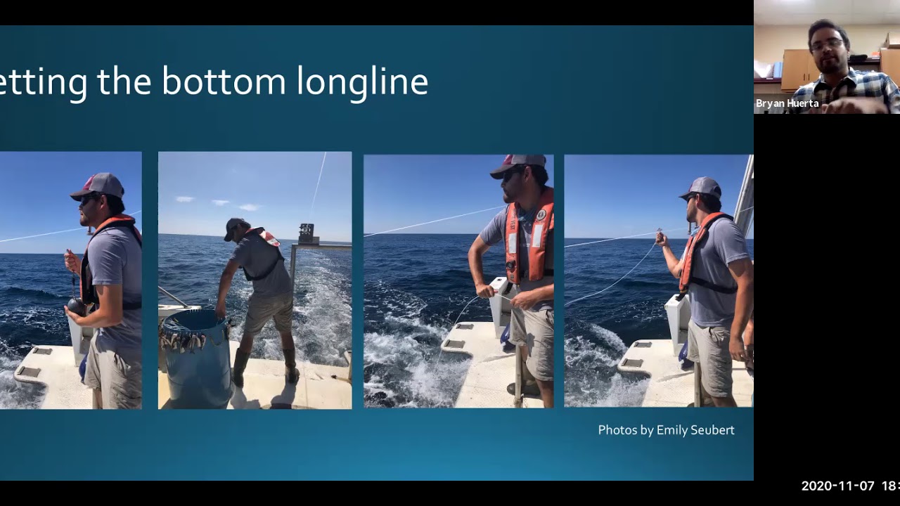 'Shark Diversity in the Northern Gulf of Mexico' by Bryan Huerta '19 ...