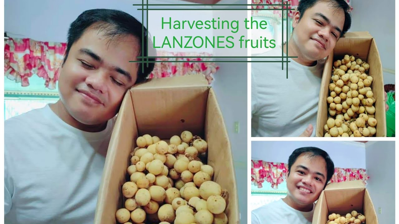 CAMIGUIN RVLOG #14 Harvesting the Lanzones Fruit at Camiguin - YouTube