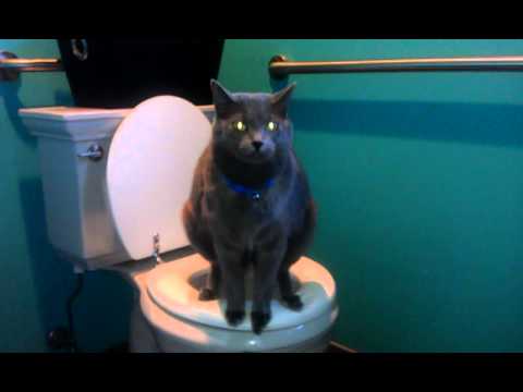 SMOKEY THE CAT POOPIN ON THE TOILET! - YouTube