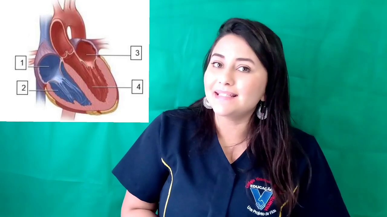 Sistema Cardiovascular - 5° ano EF - Prof Bruna Meira - CVSJ - YouTube