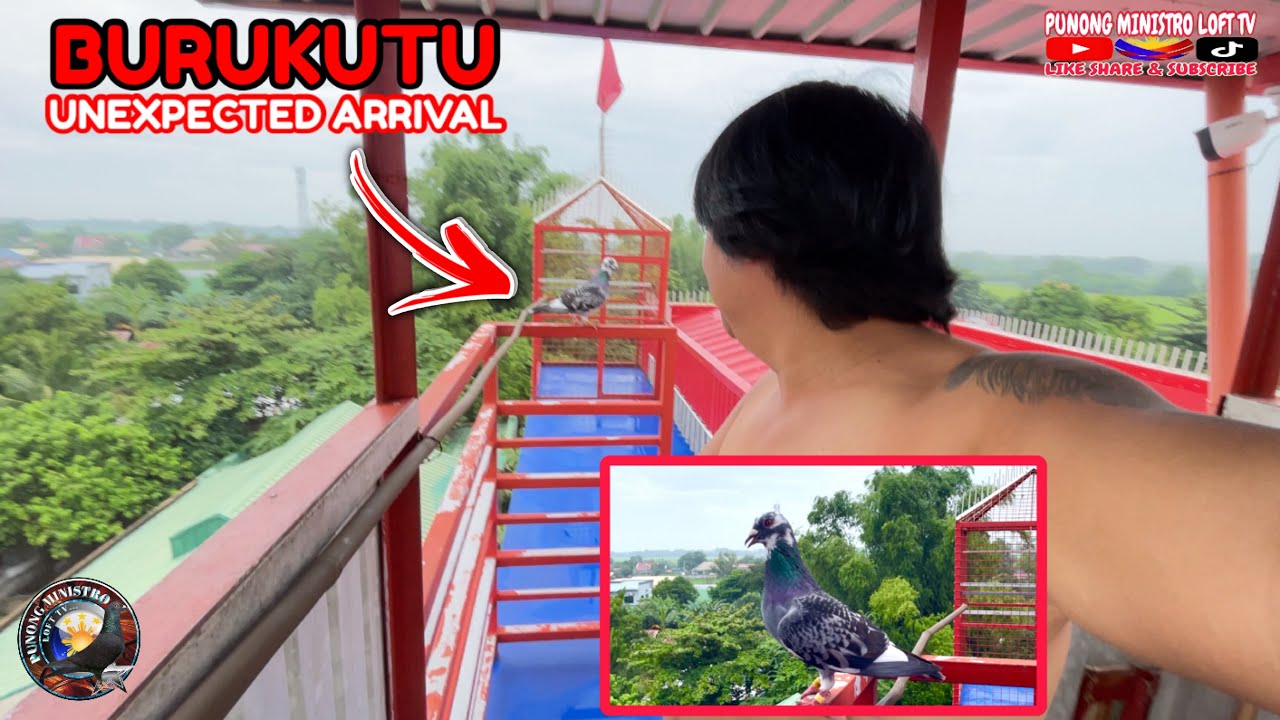 EP1063 - UNEXPECTED ARRIVAL NI BURUKUTU PART ONE! - YouTube