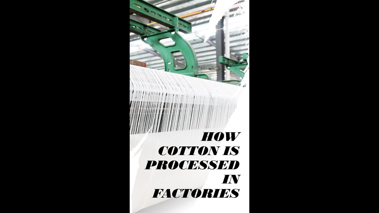 How Cotton is Processed in Factories Cotton processing - YouTube