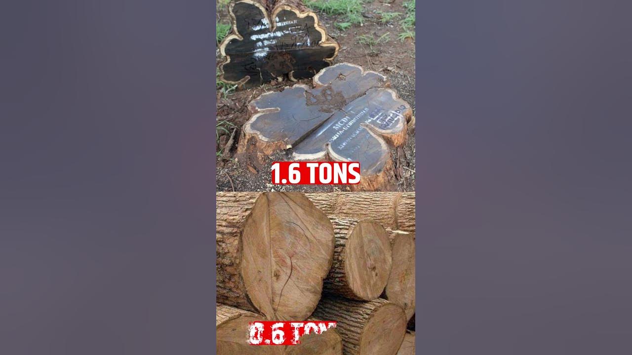 World s Most Expensive Tree shortfeed YouTube world-s-most-expensive-tree-shortfeed-youtube
