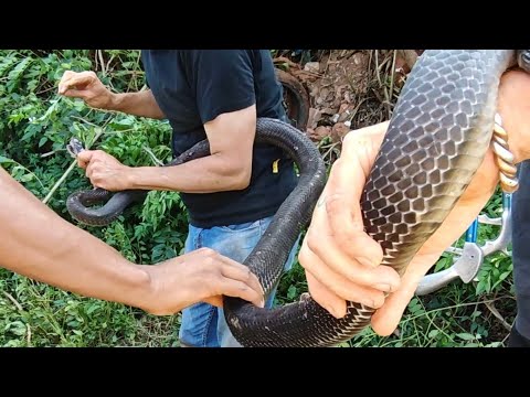 Monster Mamba !!!