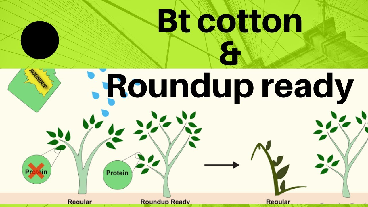 Transgenic plants -BT cotton and Roudup ready - YouTube