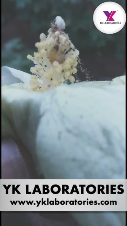 #పత్తి లోగులాబీ రంగు పురుగు #pink boll worm #Pectinophora#vaayu Yantra #YK Lab spray once in 10 ...